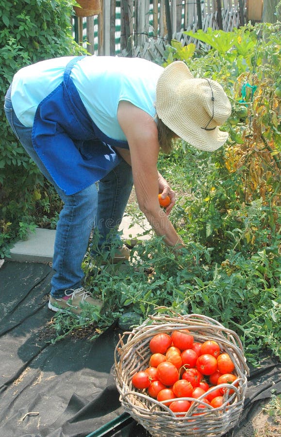 Organic tomatoes. stock image. Image of female, adult - 59232091