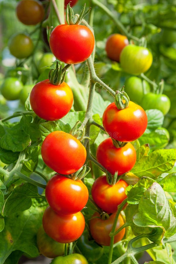 Organic tomatoes stock photo. Image of green, vertical - 42749918