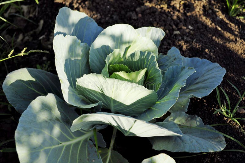 Organic vegetable cabbage stock image. Image of vegetable - 22442647