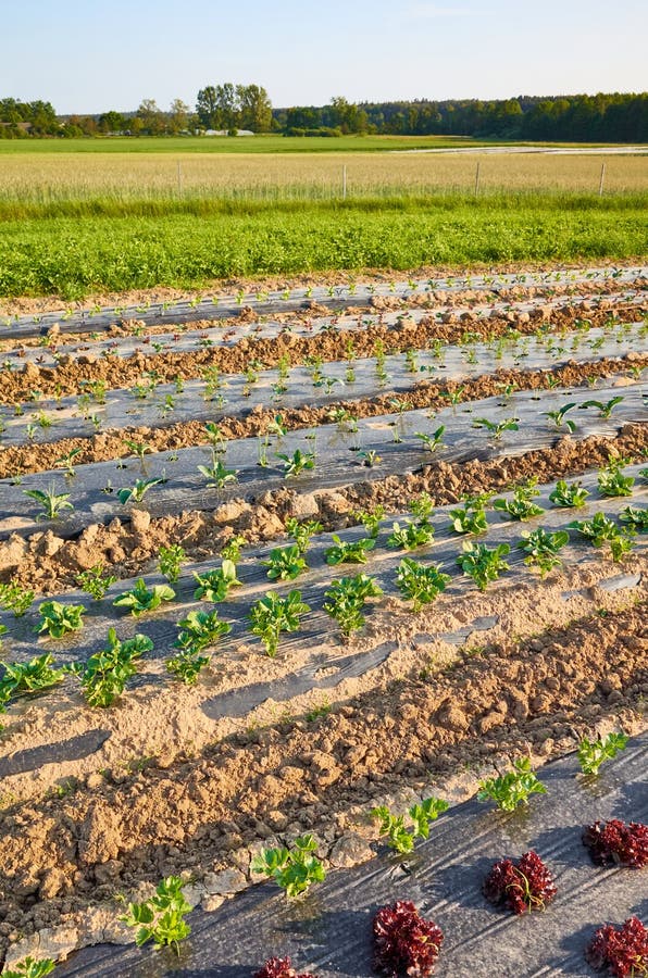 Organic Vegetable Farm Field with Patches Covered with Plastic Mulch ...