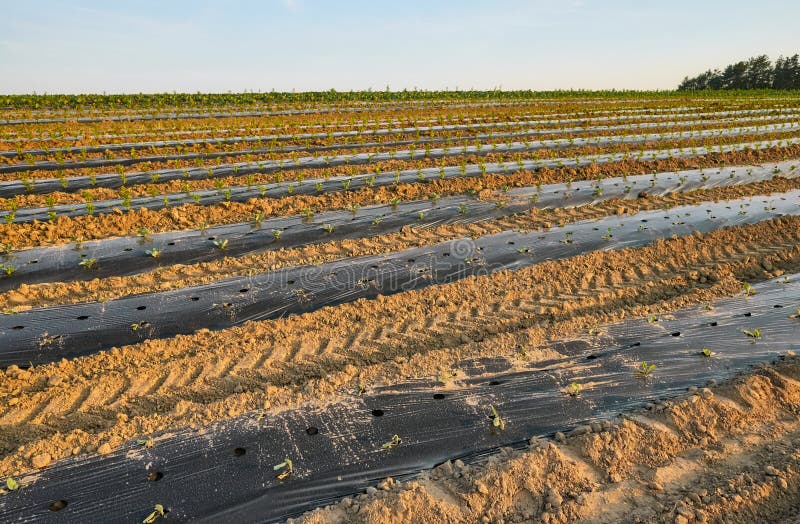 Organic Vegetable Farm Field with Patches Covered with Plastic Mulch at ...