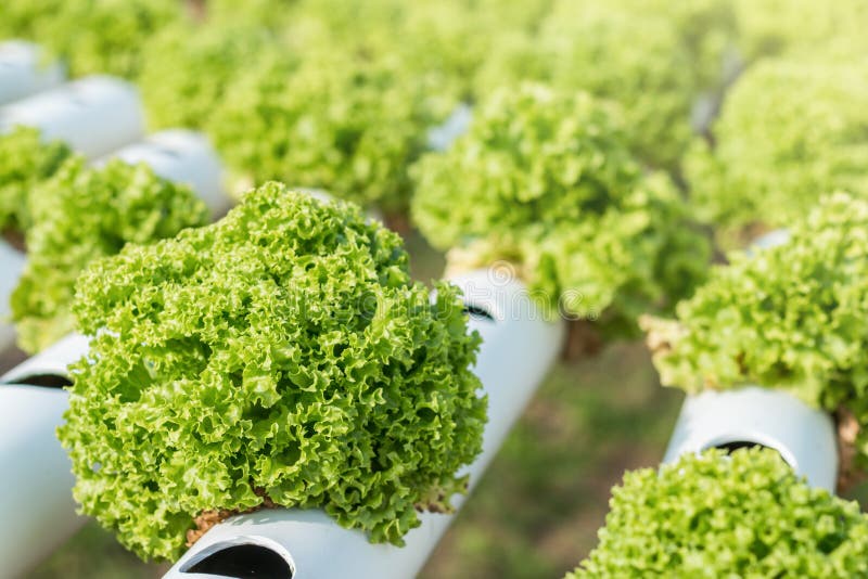 Organic Vegetable in Farm, Green Vegetable for Good Healthy Stock Image ...