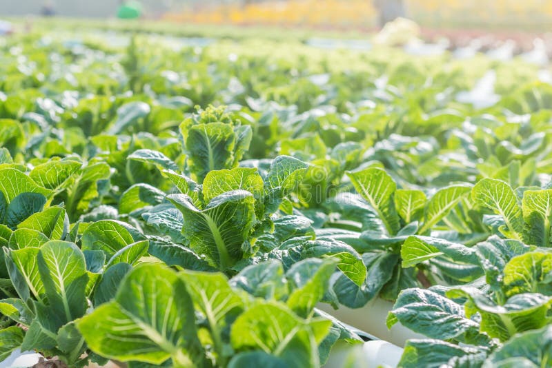 Organic Vegetable in Farm, Green Vegetable for Good Healthy Stock Image ...