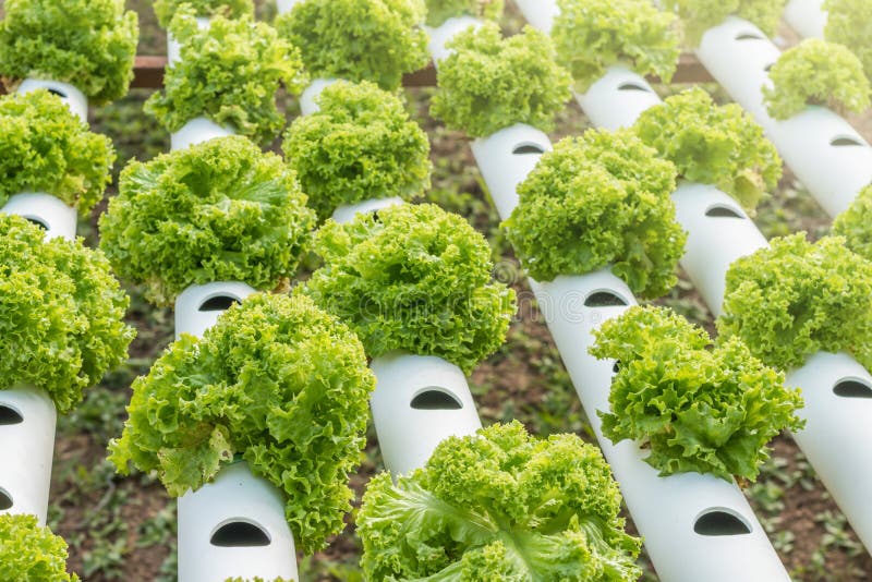 Organic Vegetable in Farm, Green Vegetable for Good Healthy Stock Image ...