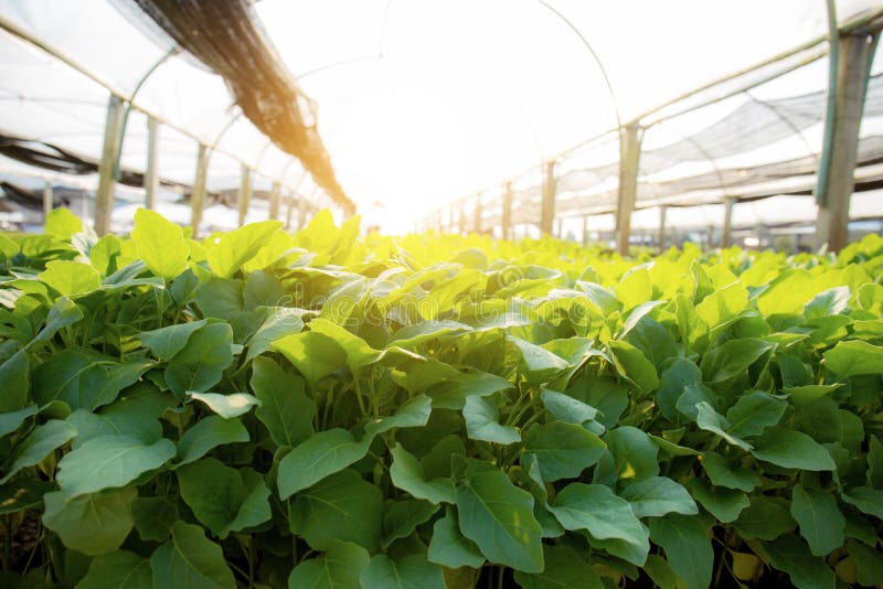 Organic Vegetable in Farm with Sunlight Stock Photo - Image of ...