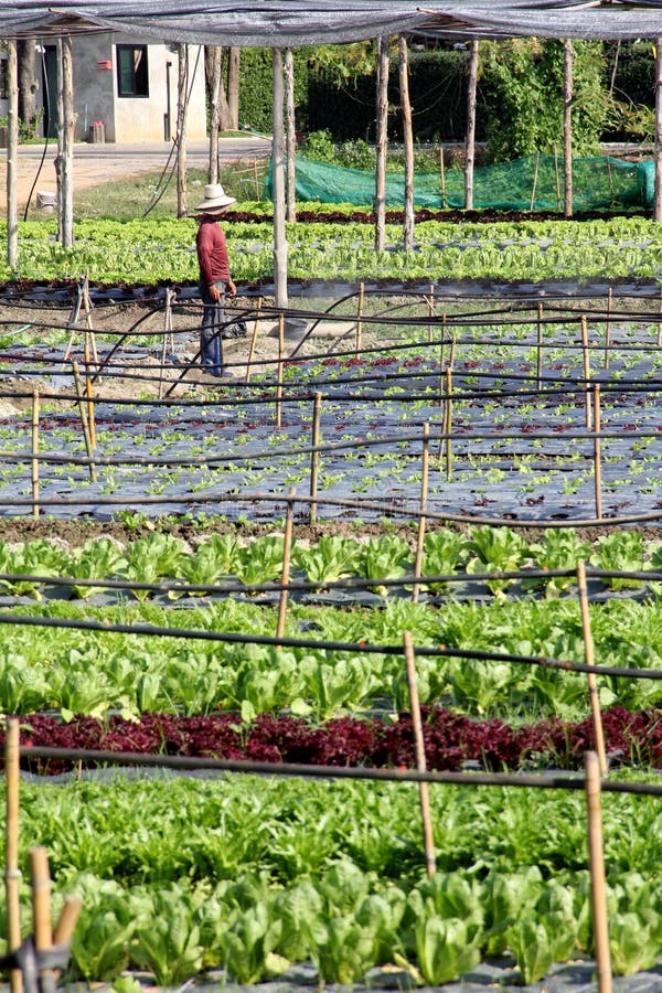 Organic Vegetable Farm Working Farmer Stock Photo - Image of vegetable ...