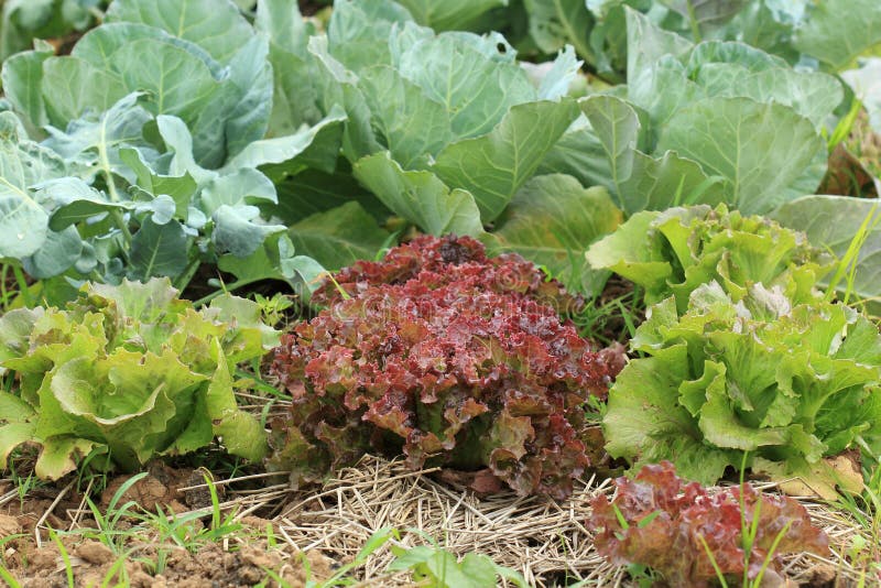 Organic vegetable farms stock photo. Image of fresh, healthy - 37633390