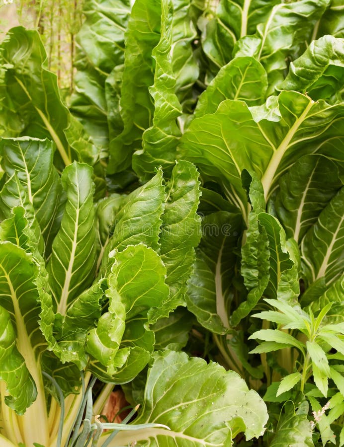 Spinach - Silverbeet in Vegetable Garden Stock Image - Image of stalks ...