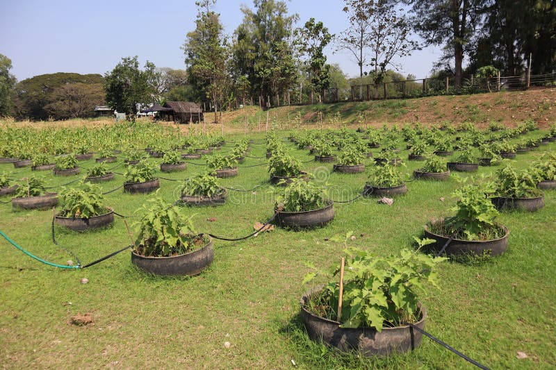 Organic Vegetable Garden, Organic Planting, Eggplant Trees Stock Image ...