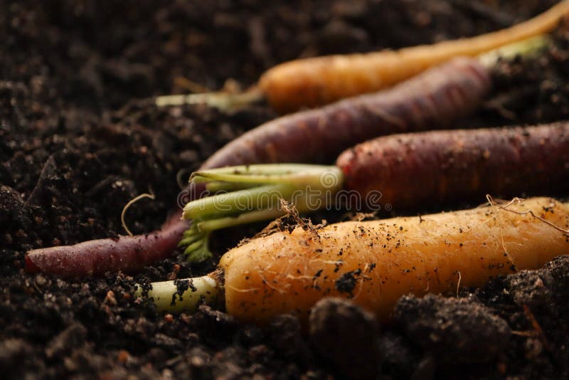Organic Vegetable Garden with Root Vegetables Stock Photo - Image of ...