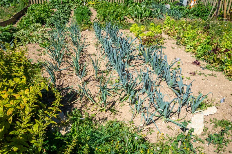 Organic vegetable garden stock photo. Image of ecology - 201812316
