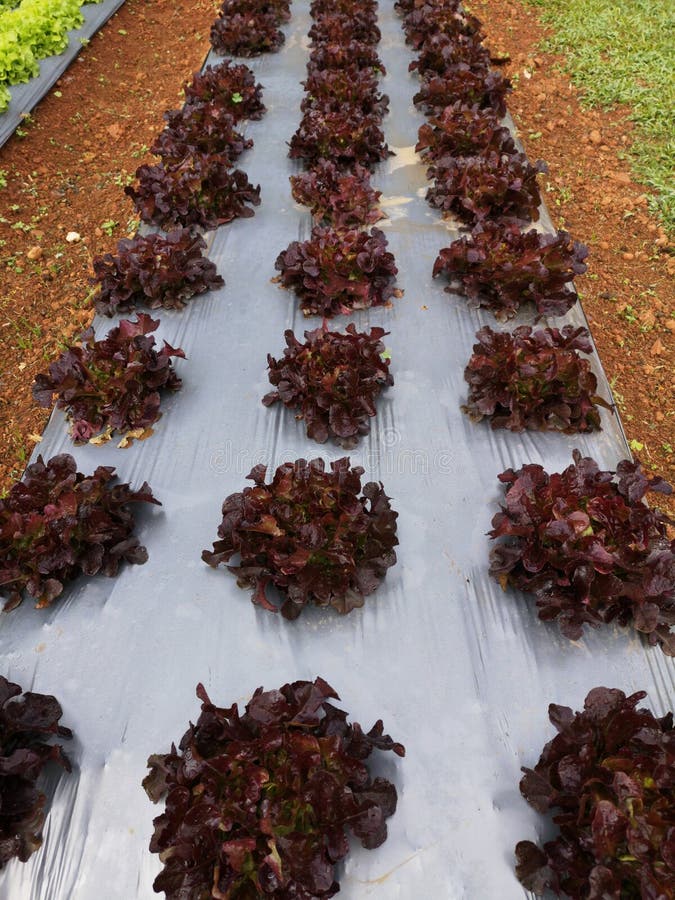 Red Oak Organic Vegetable Plot Stock Photo - Image of farming, thailand ...