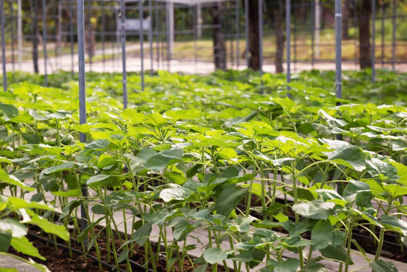 The Organic Vegetable Plot, Fresh Growing in a Vegetable Plot Inside ...