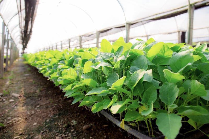 Organic Vegetable on Plots in Farm Stock Image - Image of dirt, closeup ...