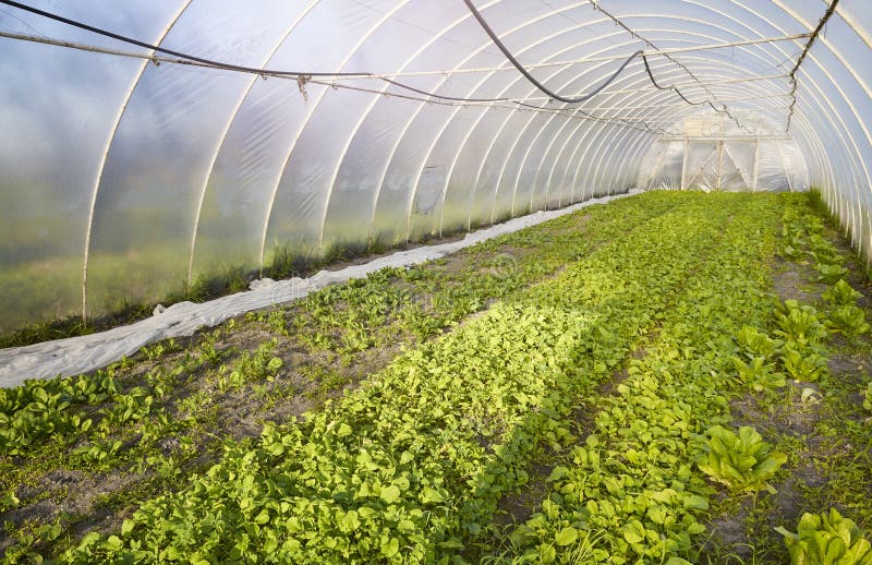 Organic Vegetable Rows in a Greenhouse Stock Image - Image of ...