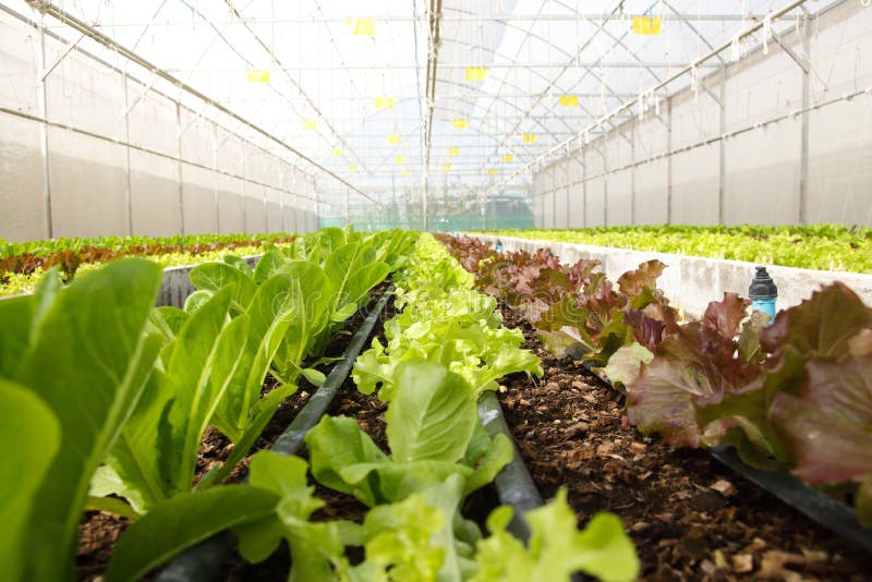 Organic Vegetable Salad in the Greenhouse by Using Modern Vegetable ...