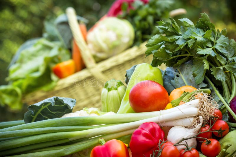 Organic vegetables stock image. Image of break, arrangement - 22628877
