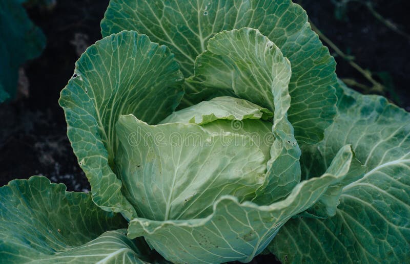Organic Vegetables, Cabbage Growing, Harvesting Stock Photo - Image of ...