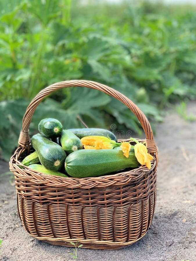 Organic vegetables stock image. Image of fresh, nature - 251653469