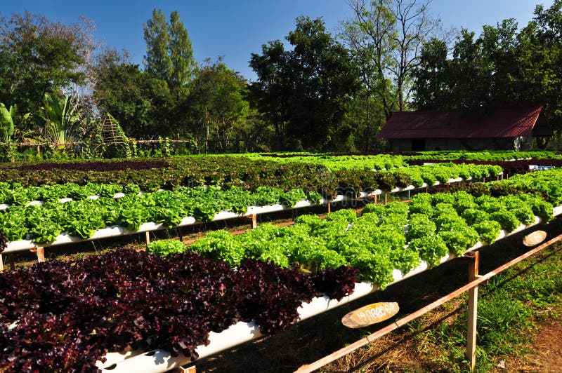 Organic vegetables farm stock image. Image of farmer - 21826039