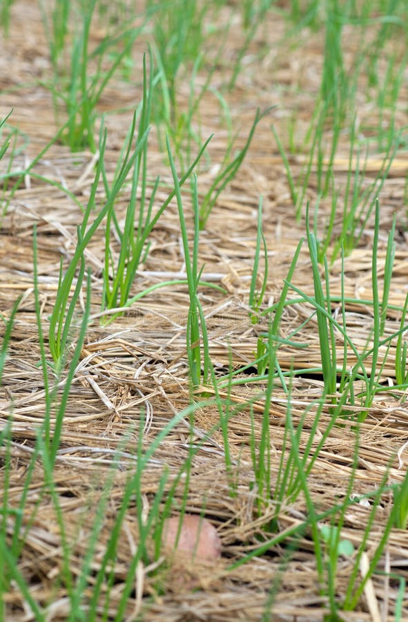 Organic vegetables growing stock photo. Image of permaculture - 29610346