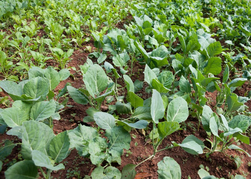 Organic vegetables growing stock photo. Image of permaculture - 29658186