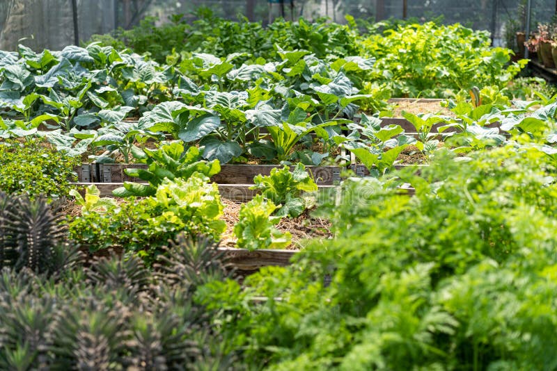 Organic Vegetables Grown on a Farm Stock Photo - Image of field ...