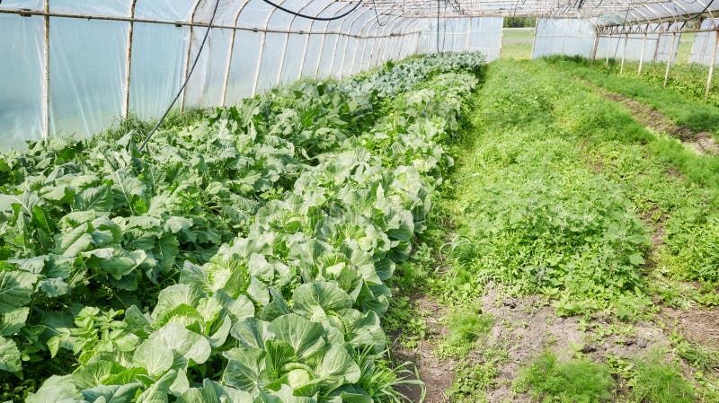 Organic Vegetables Grown in a Polytunnel Stock Photo - Image of ...