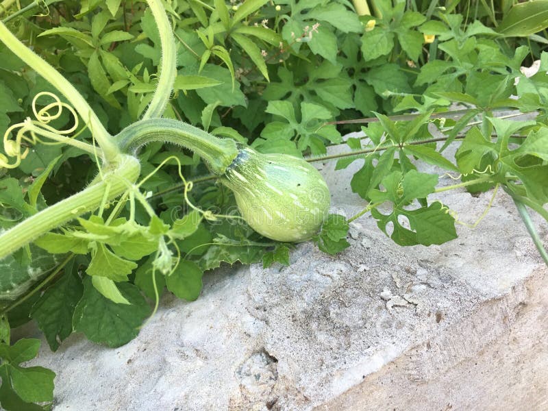 Organic vegetables stock photo. Image of pimpkins, vegetable - 89818098