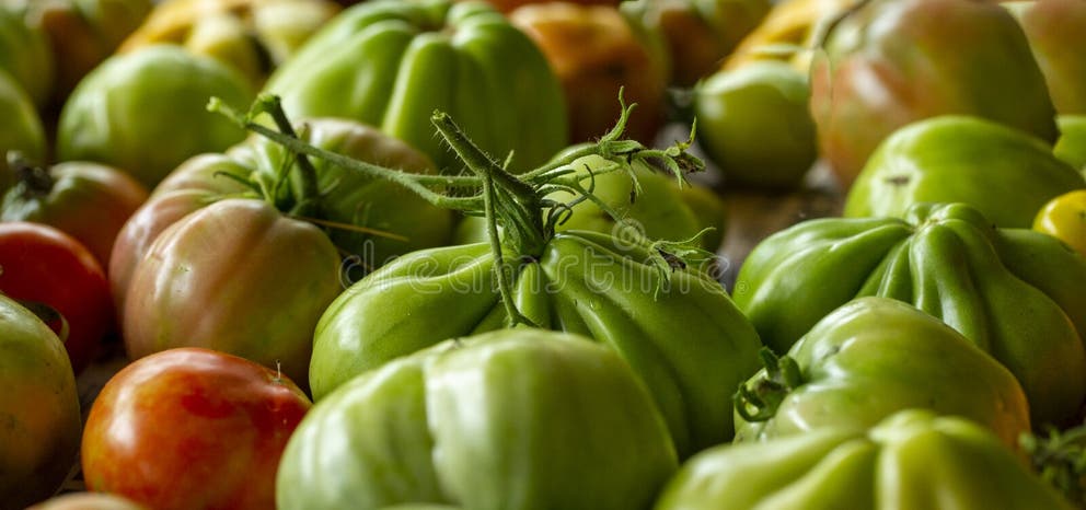 Organic Vegetables Tomatoes, Texture of Tomatoes of Different Colors ...