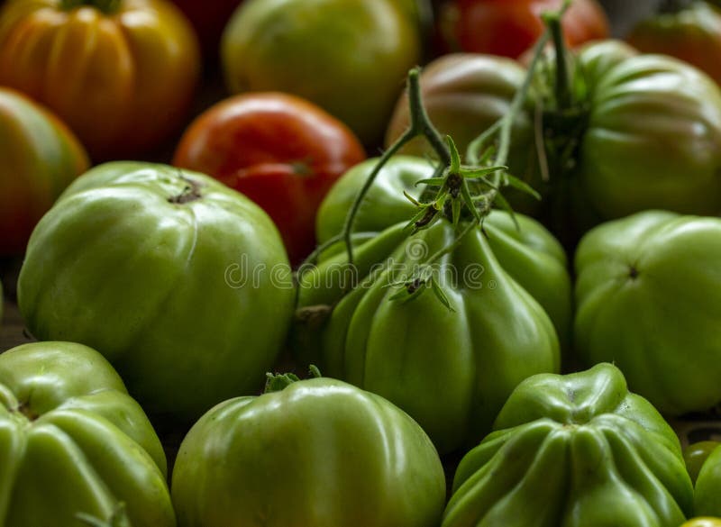 Organic Vegetables Tomatoes, Texture of Tomatoes of Different Colors ...
