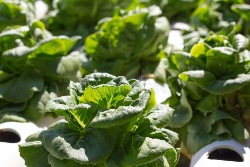 Organic Vegetables on Water Pipe. Stock Image - Image of gardening ...