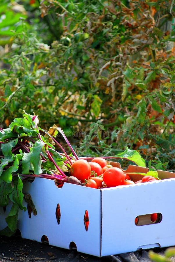 Organic veggies stock photo. Image of herbaceous, garden - 2255706