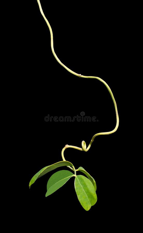 Organic Vine Tomatoes stock image. Image of eating, green - 13855821