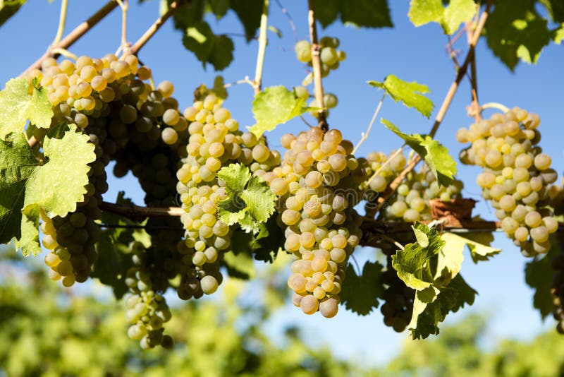 Wine grapes stock image. Image of ripening, grapes, wine - 51080501