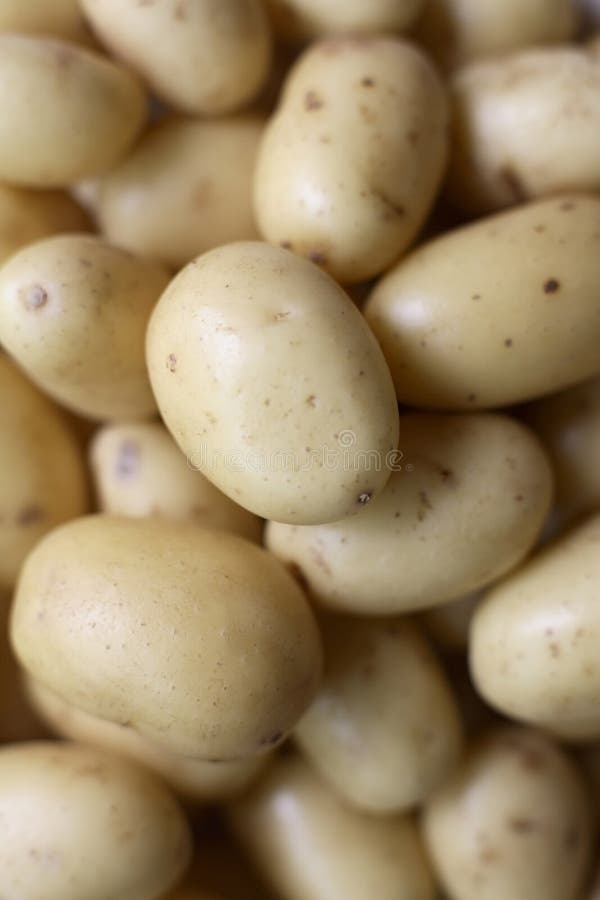 Organic Vivaldi New Potatoes Stock Image - Image of healthy, soil: 2672469