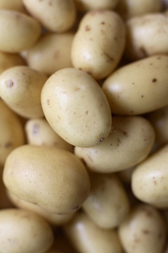 Organic Vivaldi New Potatoes Stock Image - Image of healthy, soil: 2672469