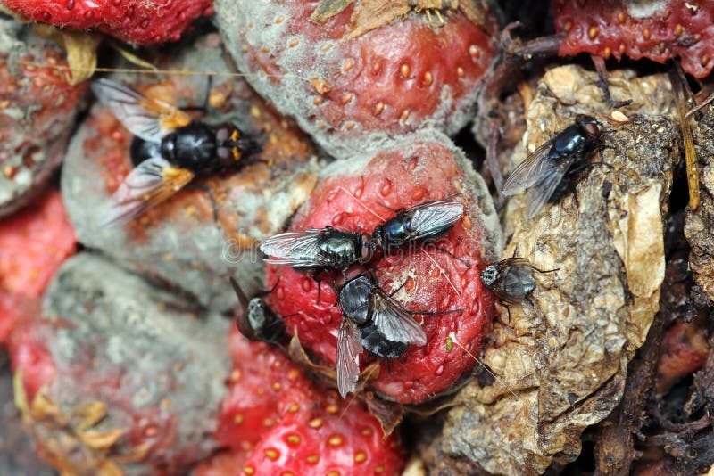 Organic Waste Ready To Compost Stock Image - Image of green, isolated ...