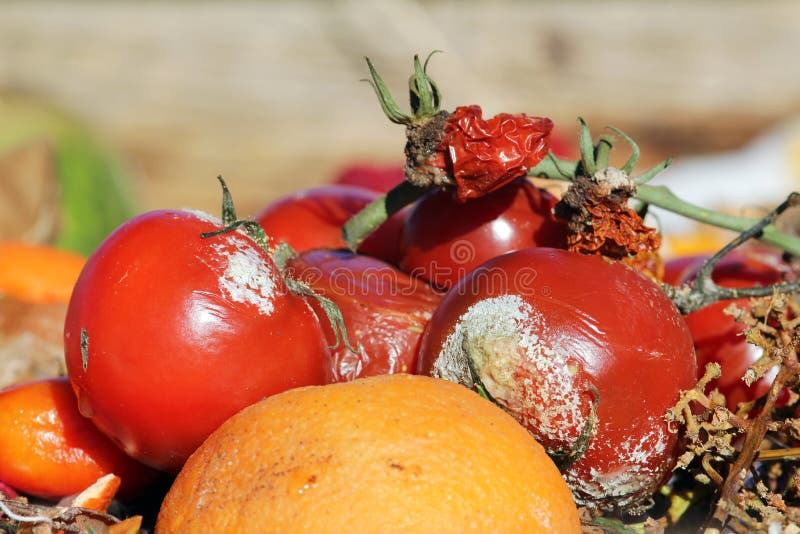 Discarded Fruit Pickers Steps Stock Image - Image of apple, fruit: 65787851
