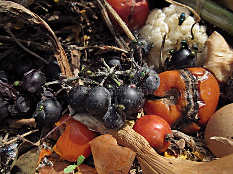 Organic waste stock image. Image of cauliflower, ground - 47700233