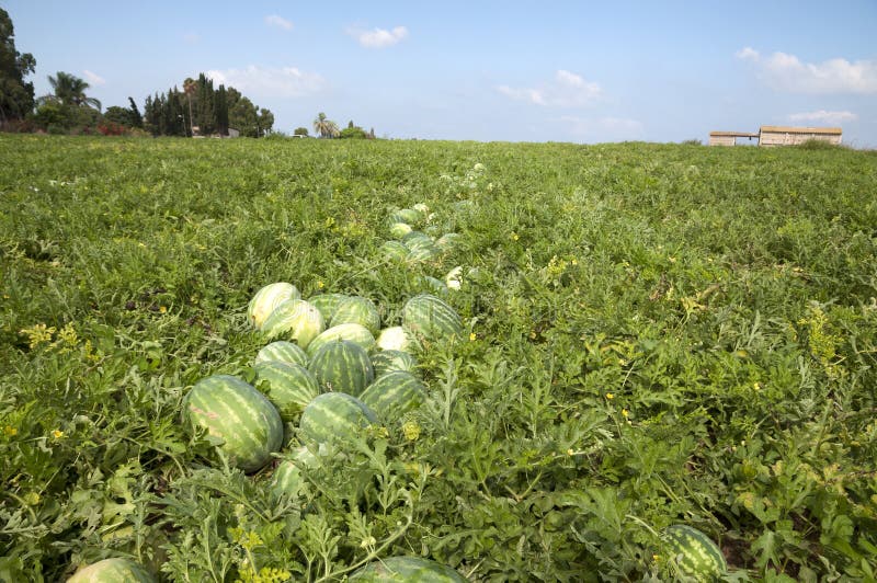 Organic Watermelon field stock photo. Image of food - 122683580
