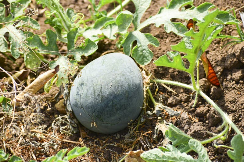 Organic watermelon stock image. Image of crop, beautiful - 247847031