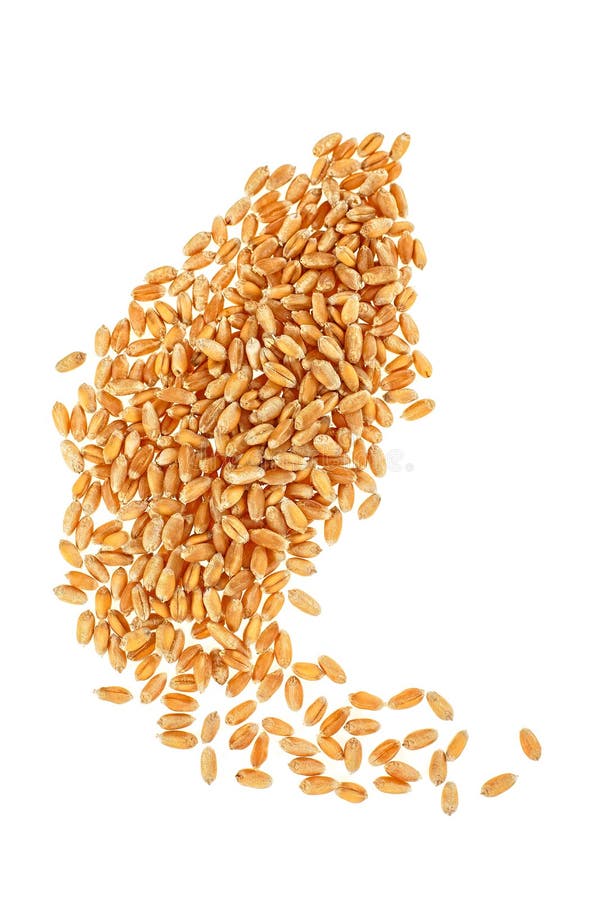 Organic Wheat Grain on White Background Stock Photo - Image of harvest ...