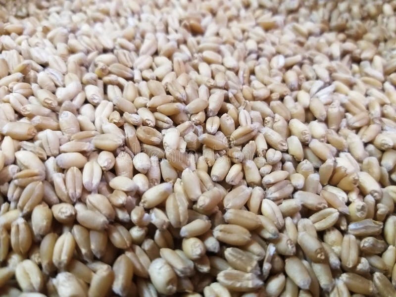Organic Wheat Grains, Kernel Pile, Agricultural Background Stock Image ...