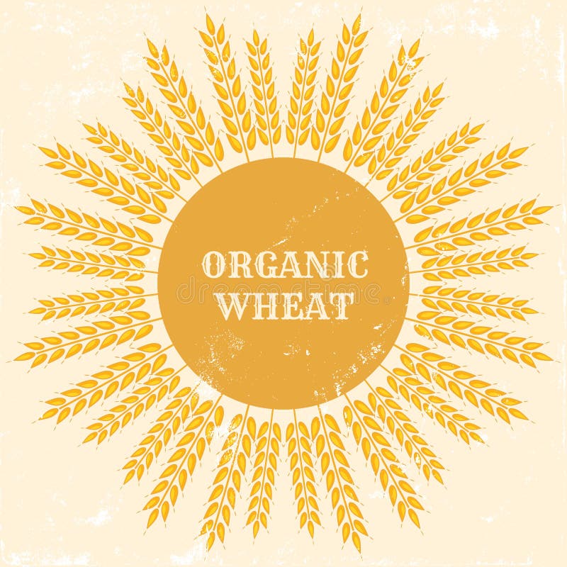 Organic wheat stock vector. Illustration of fashioned - 50893562