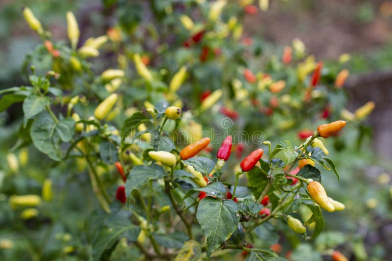 Fresh Organic Button Mushroom Forming a Beautiful Texture Pattern ...