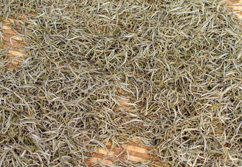 Organic White of Tea Dry Process after Picked Stock Image - Image of ...