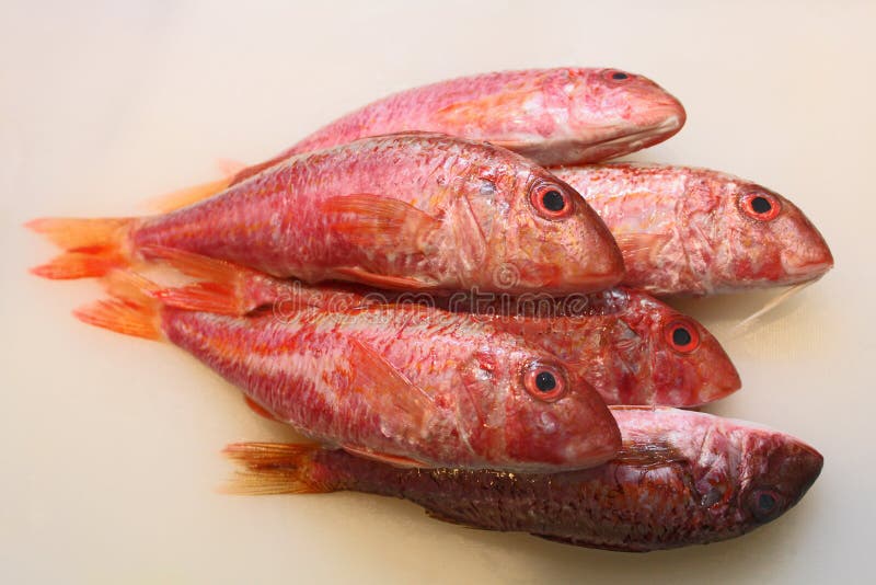 Organic wild fish stock image. Image of underwater, fish - 13207741