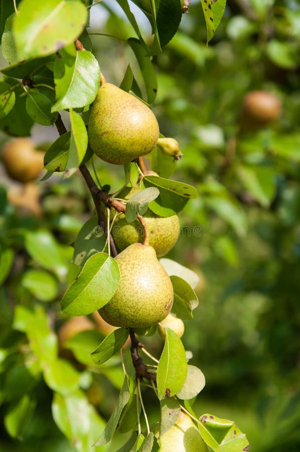 Organic wild pear stock photo. Image of vivid, natural - 32666704