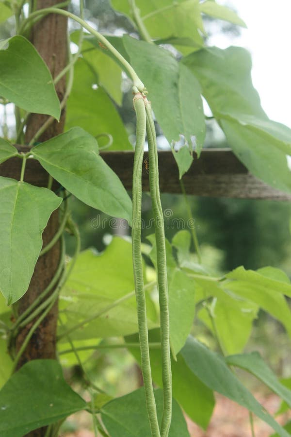 Yard long bean farm stock image. Image of green, crop - 25078077